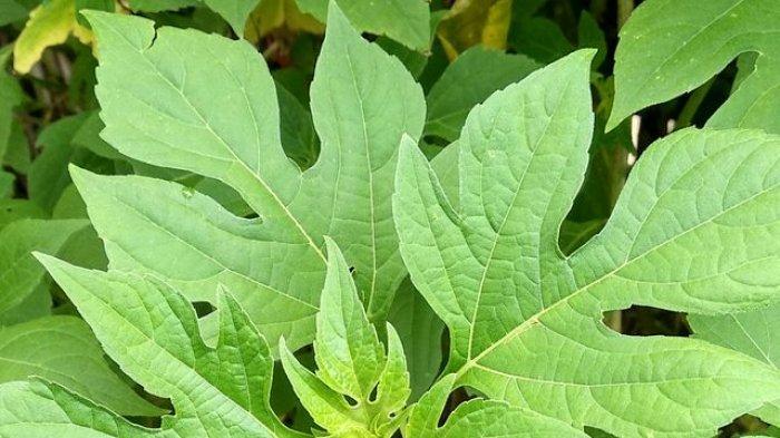 Manfaat Daun Insulin untuk Diabetes dan Cara Mengolah Daun Insulin ...