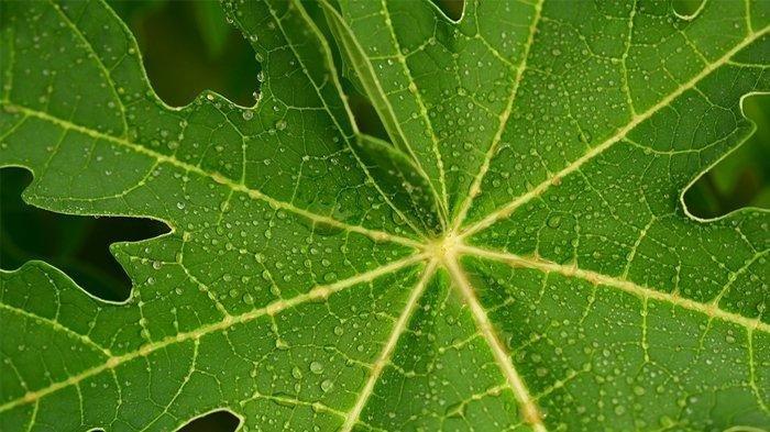 JANGAN Sepelekan Daun Pepaya, Khasiatnya Luar Biasa | Bisa Cegah Kanker ...