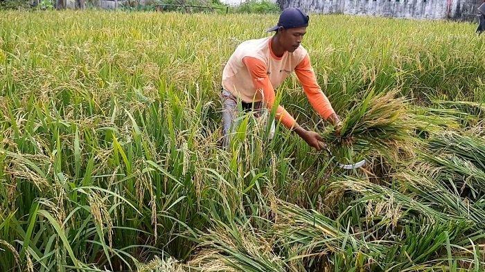 Agritech Gokomodo Salurkan Dua Persen Dari Ketersediaan Pupuk Nasional ...