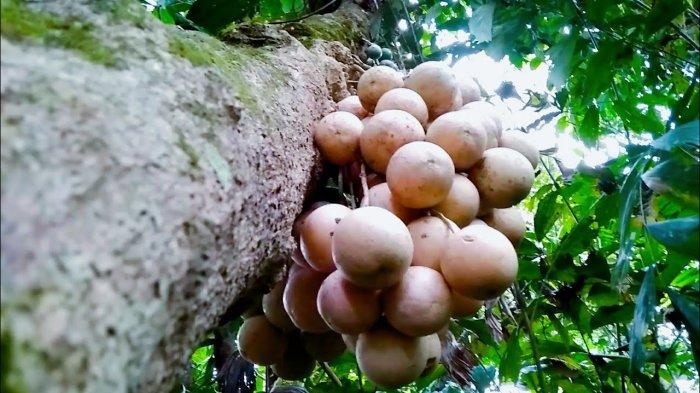 DERETAN MANFAAT Buah Limpasu, Ternyata Buah Limpasu Mampu Mengobati ...