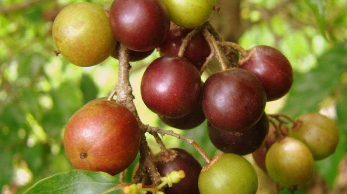 DERETAN Manfaat Buah Rukem, Jadi Obat Berbagai Penyakit dan Menyerang ...