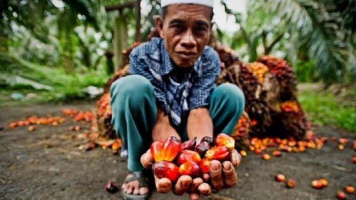 EKSPOR Sawit dan Emas ke Eropa Kini Bebas Bea Masuk, November Ceria ...