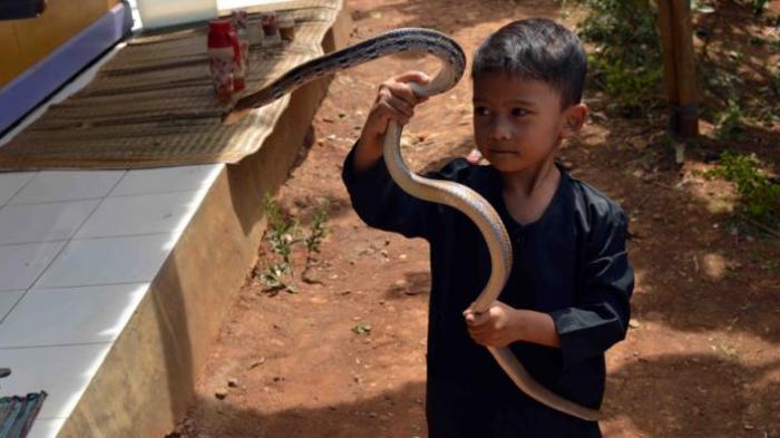 Gigitan Ular Berbisa, Ini Cara Penanganan Paling Tepat dan Sederhana ...