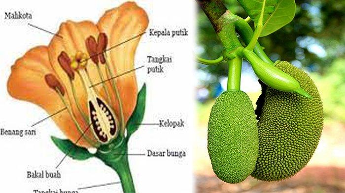 FUNGSI Bakal Buah, Inilah Fungsi Bagian Tumbuhan Dari Biji Akar Hingga ...