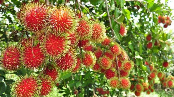 DERETAN Manfaat Rambutan, Geraniin Pada Kulit Rambutan Obat Anti Virus ...
