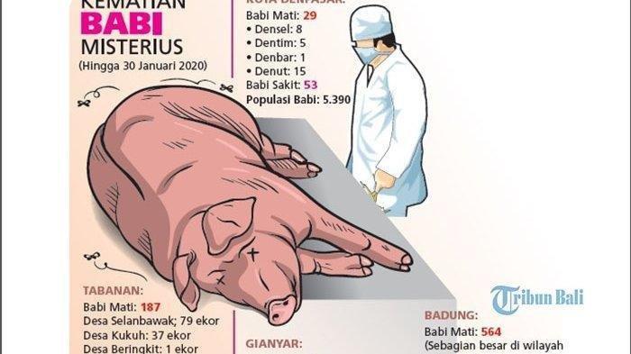 HEBOH Babi Mati Mendadak di Bali ! Sampel Masih Diteliti, Apa Akibat ...