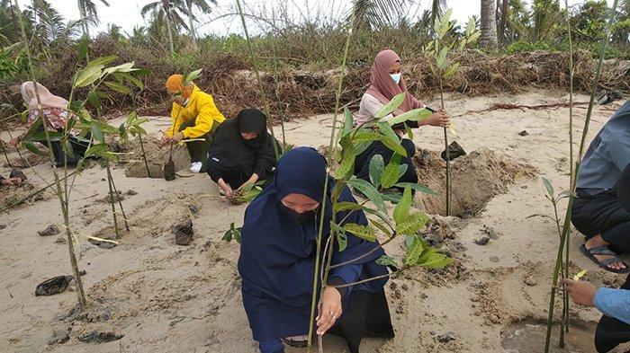 Aksi Peduli Lingkungan,Pemuda Sambas Tanam 210 Pohon Mangrove di Sepanjang Pantai Matang Danau ...