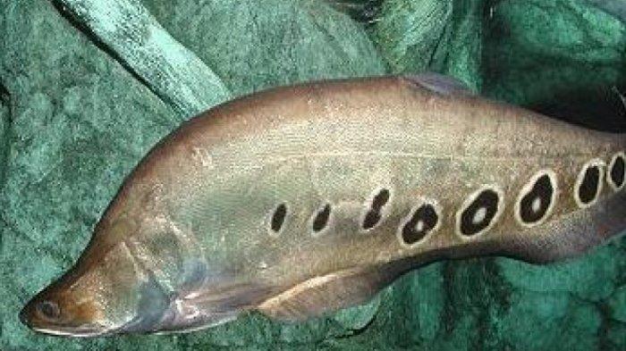 Ikan Belida Mulai Dilindungi, di Sekadau Termasuk Ikan yang Jarang ...