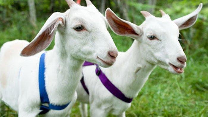 Hari Raya Idul Adha 2024: Ini Penjelasan Tentang Syarat Umur dan Jumlah Kambing Kurban ...