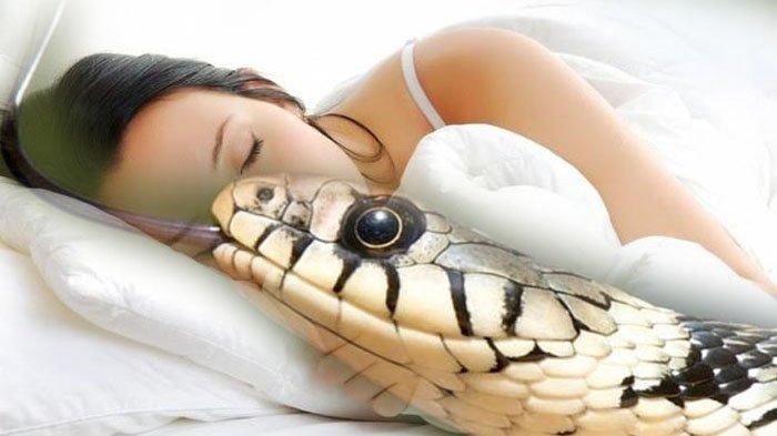Mimpi Digigit Ular atau Dikelilingi Ular Bisa Pertanda Baik dan Buruk ...