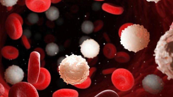 Penyebab Sel Darah Putih Tinggi Harus Diketahui ! Apa Fungsi Sel Darah ...