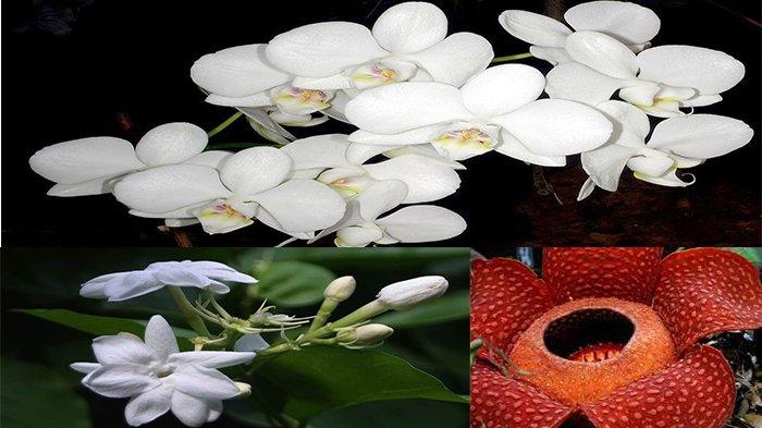 Inilah 3 Bunga Nasional yang Mempunyai Ciri Khas Unik dan Indah ...