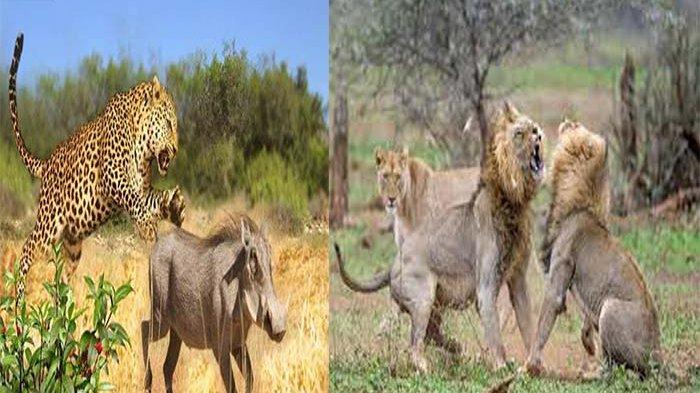 INTERAKSI Predasi Adalah ? Ini Contoh Predasi Dalam Kehidupan ...