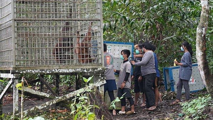 Mona dan Aming Dilepasliarkan ke Taman Nasional Betung Kerihun Usai ...