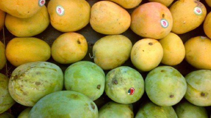 5 Cara Memilih Buah Mangga yang Manis dan Enak dari Berbagai Jenis - Tribunpontianak.co.id