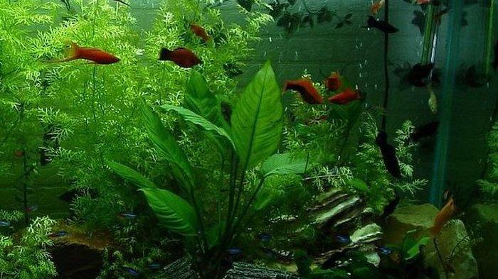Jenis Tanaman Cocok untuk Hiasan Akuarium dan Aquascape yang Bisa ...