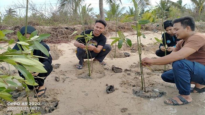 Cegah Abrasi Pantai, Pemuda Kecamatan Paloh Tanam Mangrove - Tribunpontianak.co.id