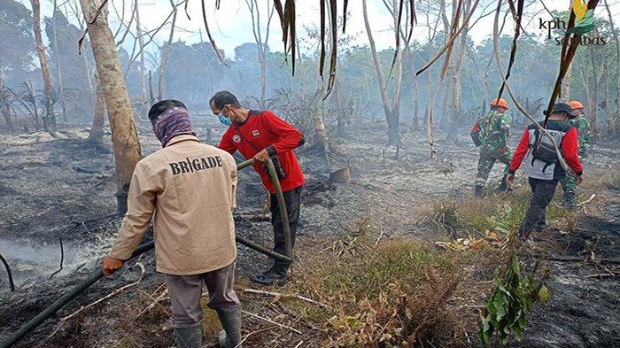 Kebakaran Lahan dan Hutan Melanda 6 Desa di Kabupaten Sambas - Tribunpontianak.co.id