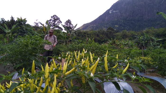 Cara Menanam Cabe di Rumah , Waktu Panen Cabai Bisa Berlangsung 5-6 ...