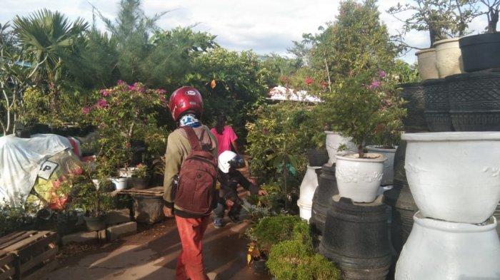 Mengintip Geliat Usaha Tanaman Hias di Pontianak, Tetap Eksis di Tengah ...