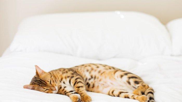 Terbiasa Tidur Bersama Kucing, Apakah Baik untuk Kesehatan ...