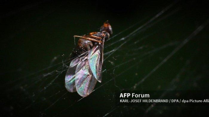 5 CARA Mengusir Laron ! Bisa Gunakan Cabai dan Daun Sirsak ...