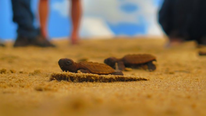 Pengambilan Telur Hingga Predator Ancaman Awal Penyu - Tribunpontianak ...