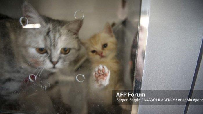 Lupa Tanggal Lahir Kucing Kesayanganmu? Berikut Cara Menghitung Usia ...