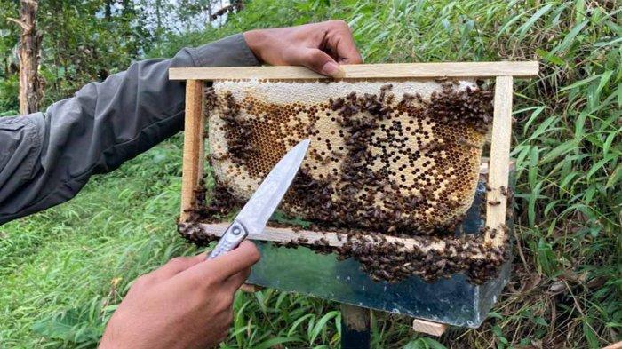 Cara Budidaya Lebah? Begini Proses Lebah Agar Dapat Menghasilkan Madu ...