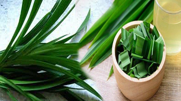 7 Manfaat Daun Pandan Untuk Kesehatan, Dari Menurunkan Darah Tinggi ...