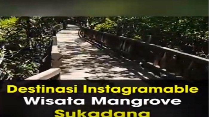 VIDEO: Wisata Mangrove di Sukadana - Tribunpontianak.co.id