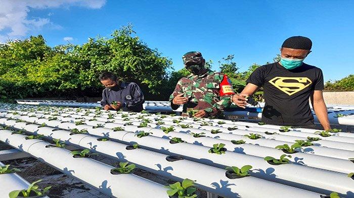 Paldam XII/TPR Beri Pendampongan Budidaya Tanaman Hidroponik Kepada ...