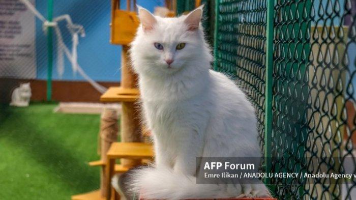 Penyebab Bau Kucing Hingga Cara Menghilangkan Bau Kucing Secara Alami ...