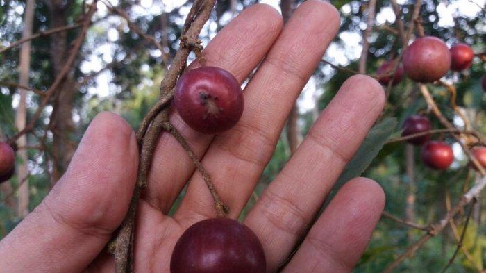 MENGANDUNG Vitamin C Tinggi, Inilah Deretan Manfaat Buah Rukem ...