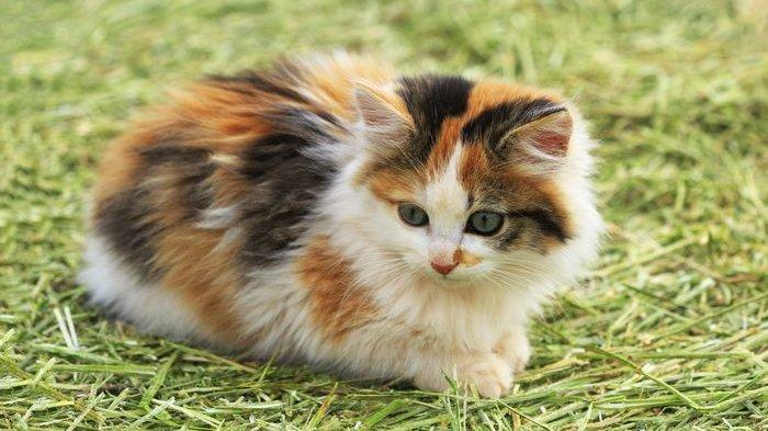 Mengapa Kucing Jantan Belang Tiga Susah Hidup dan Sulit Ditemukan ...