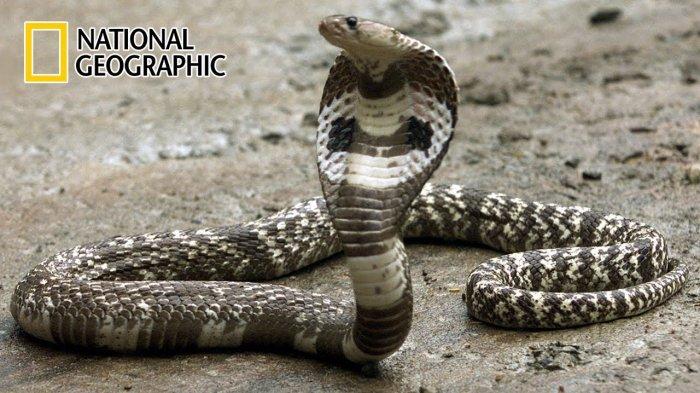 Mengenal Jenis Ular Berbisa dengan Kandungan Racun yang Bisa Sebabkan ...