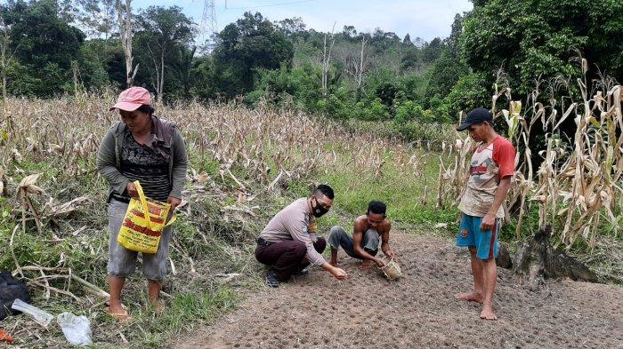 Dukung Ketahanan Pangan Bhabinkamtibmas Polsek Lumar Polres Bengkayang