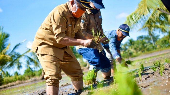 Tanam Padi Perdana Musim Gadu di Desa Parit Keladi, Bupati Muda ...