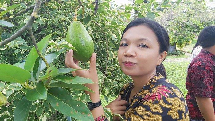 Alpukat Lilin Sinka dari Singkawang Diakui Sebagai Varietas Unggul di Indonesia ...