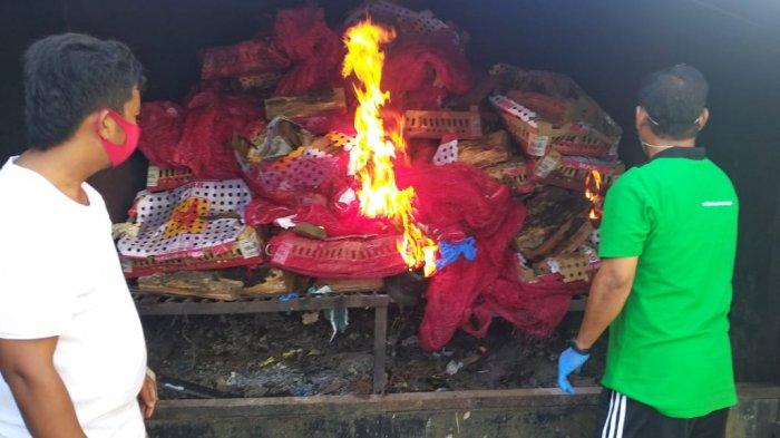 Mati di Alat Angkut, Puluhan Boks DOC Dimusnahkan Karantina Pertanian ...