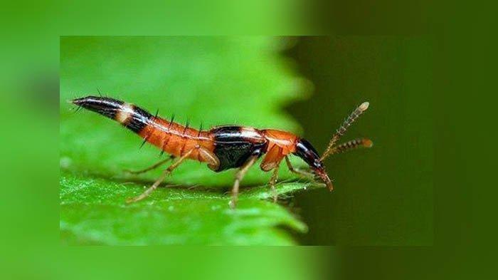 Obat Ampuh Atasi Gigitan Tomcat serta Cara Membedakan Gigitan dari ...