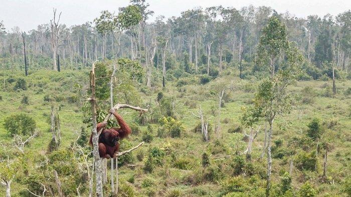 KISAH Orangutan Bernama Junai ! Mata Kanan Buta, Terjebak di Pohon ...