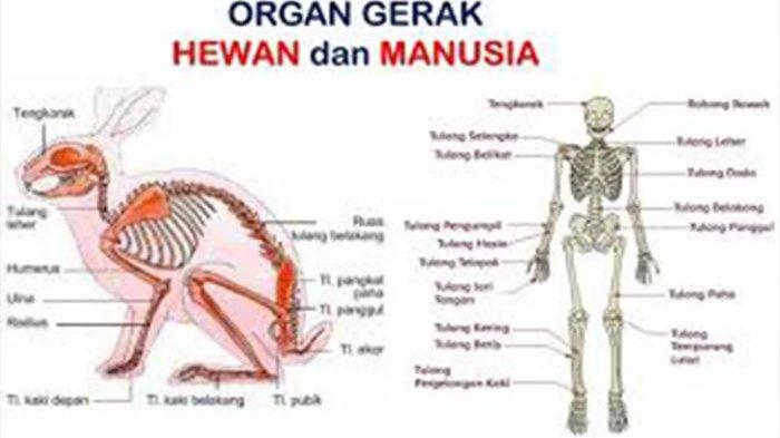 KUNCI Jawaban TEMA 1 Kelas 5 Halaman 42 43 44 45 46 47 48 49 50 : Organ Gerak Hewan ...