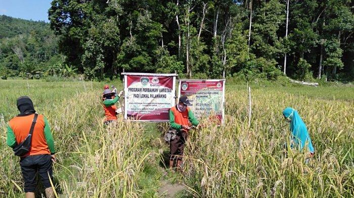 Pertahankan Varietas Padi Lokal Menjadi Padi Unggulan, Pemkab Landak ...