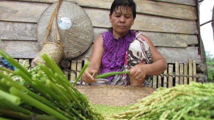 Persatuan Peladang Tradisional Kalbar Terbitkan Maklumat Bela Peladang ...