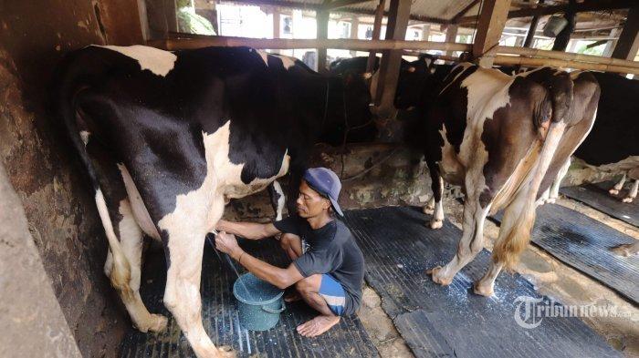 Bagaimana Proses Pencernaan Hewan Ruminansia? - Tribunpontianak.co.id