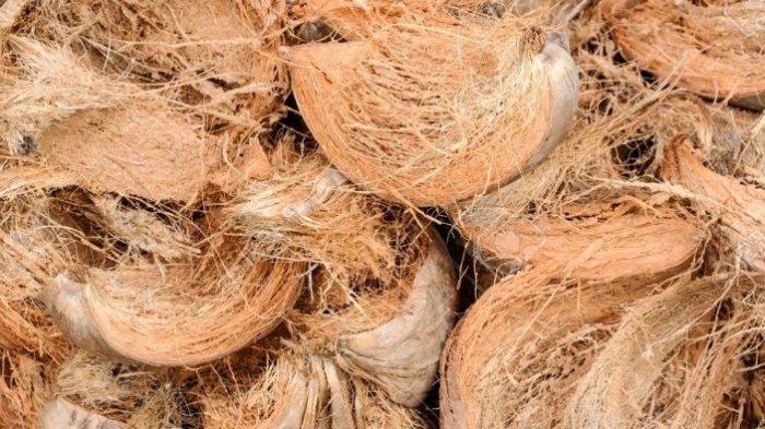 PENGERTIAN Dari Serat Alam, Contoh Buah yang Dapat Dimanfaatkan Sebagai ...