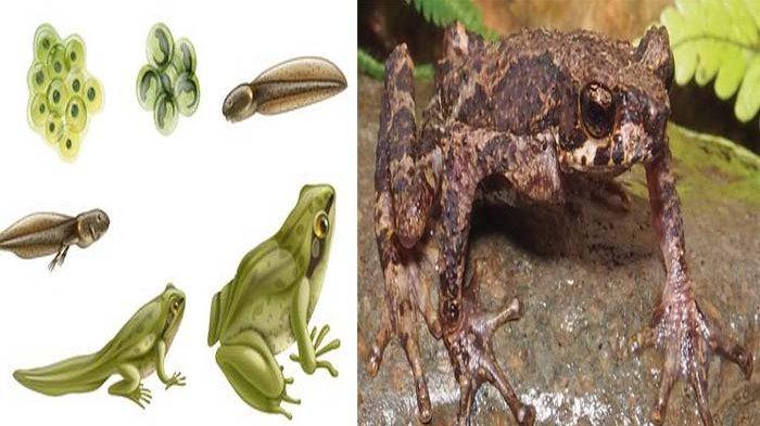 PERBEDAAN Pernapasan Berudu dan Katak, Berudu Bernapas Menggunakan ...