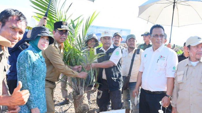 Penanaman Perdana Kelapa Sawit di Kebun Kemitraan antara PT CUS dengan ...