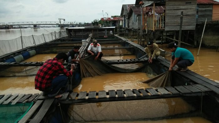 Warga Keluhkan Air Sungai Kapuas Keruh, Ternyata Ini Penyebabnya - Tribunpontianak.co.id
